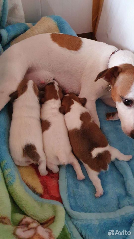 Джек Рассел терьер