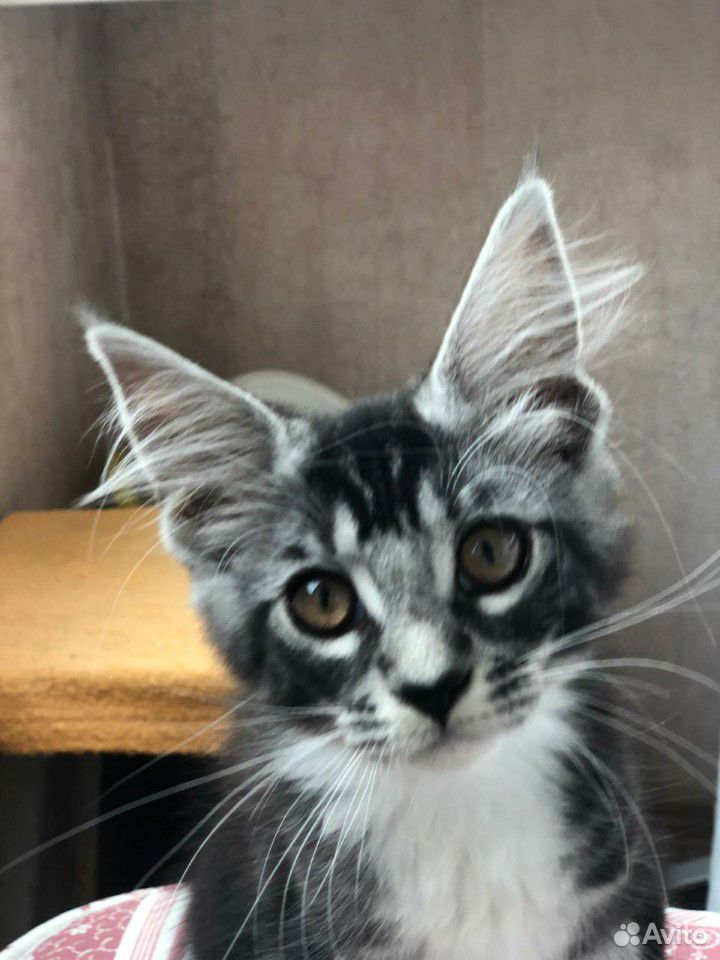 Красивейший котенок