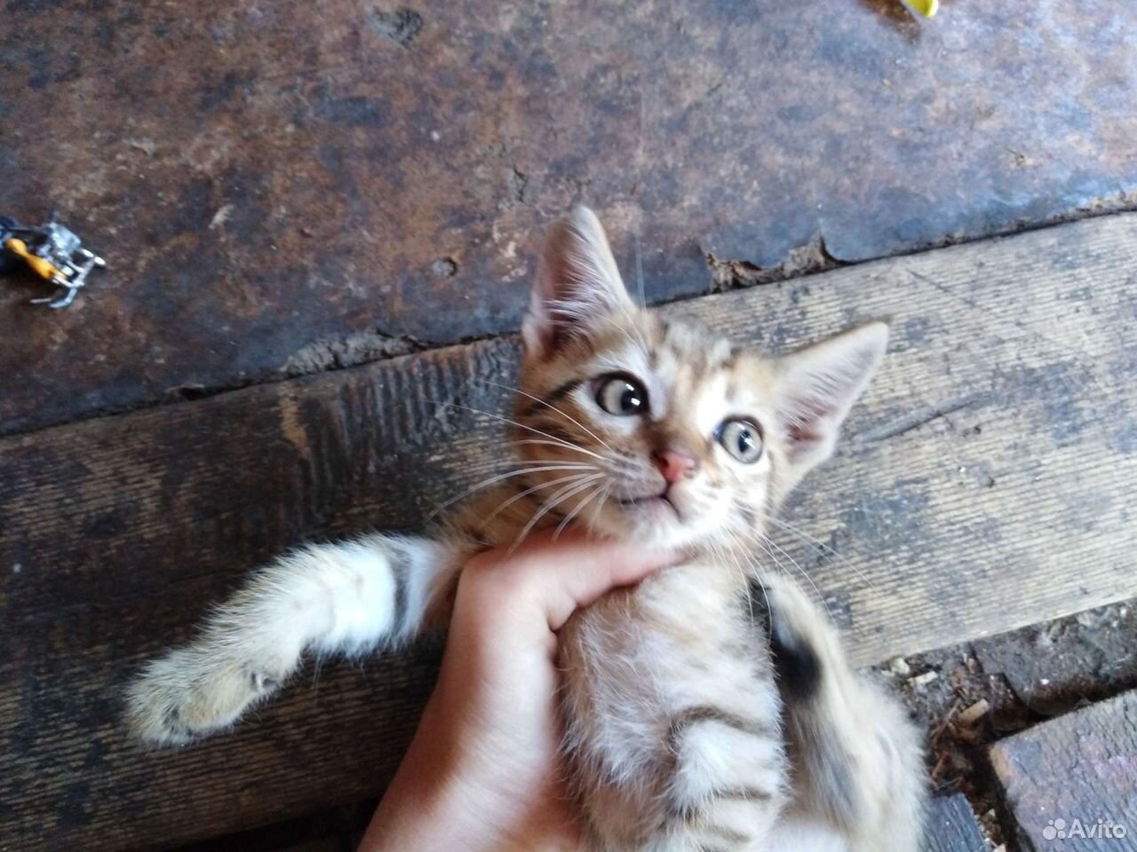 Отдаю котят от мамы кошки охотницы, едят все и к л