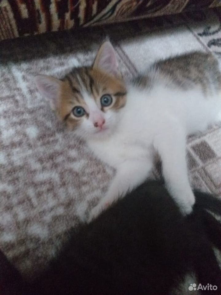 Кошка