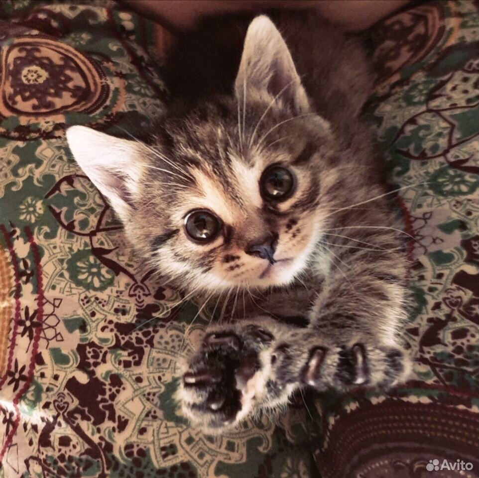 Кошечка Вискас, 3 месяца