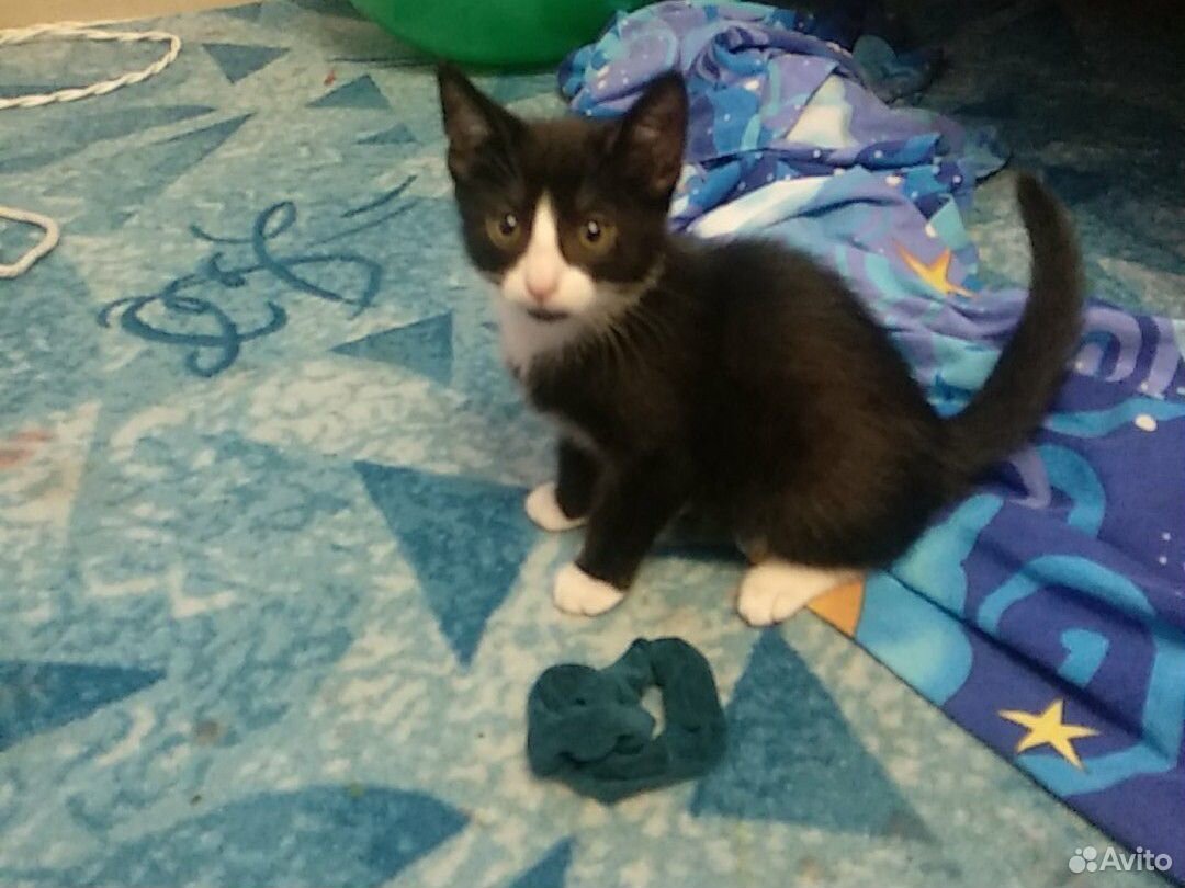 Котята