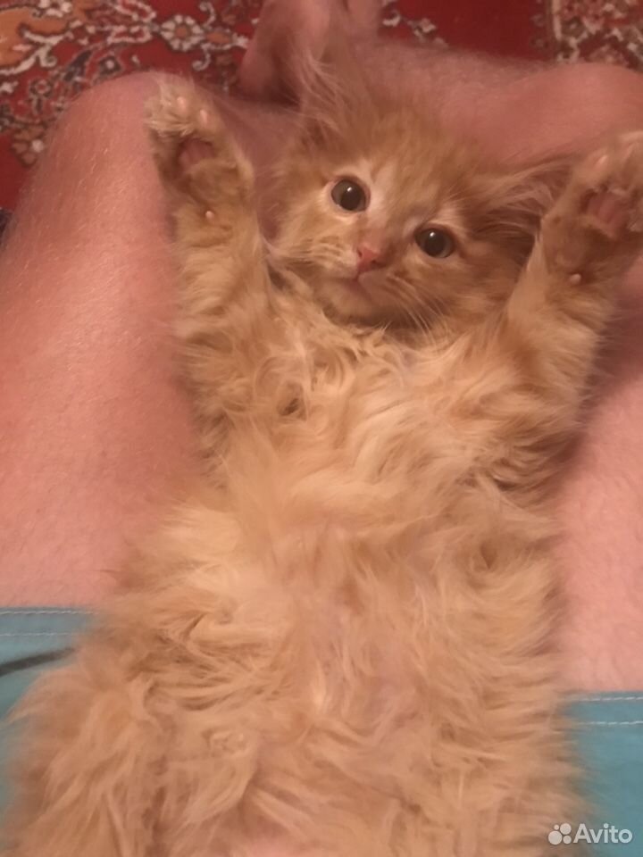 Отдам котика 4 месяца На горшок ходит Солнечный