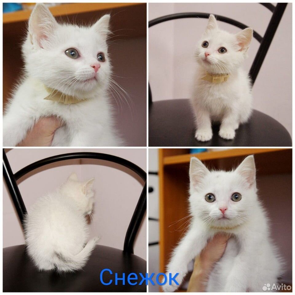 Котик 2.5 месяца
