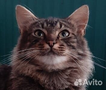 Сибирский котенок Тихон, 11 мес, окрас табби