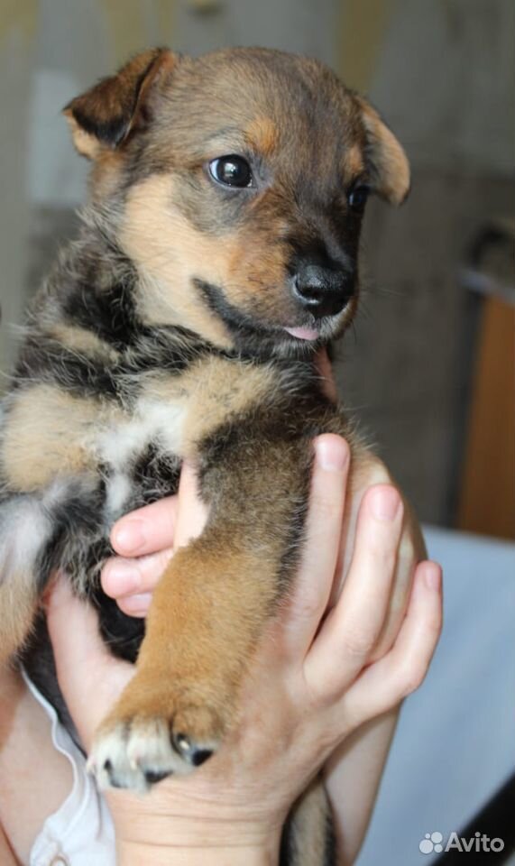 Нежная шоколадка ищет дом