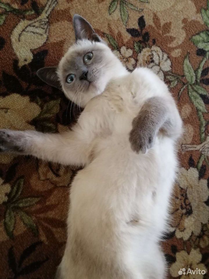 Тайский кот