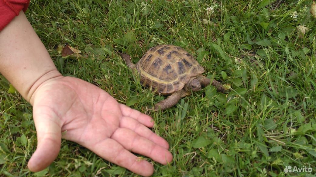 Сухопутная Черепаха
