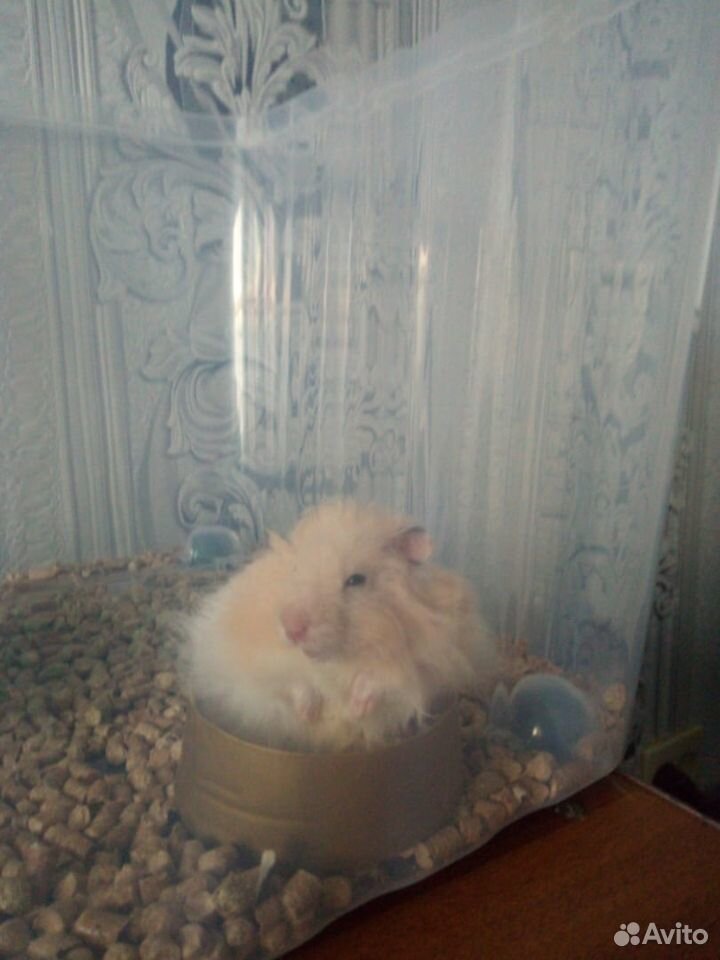 Сирийский хомяк