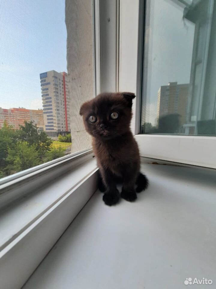 Котята
