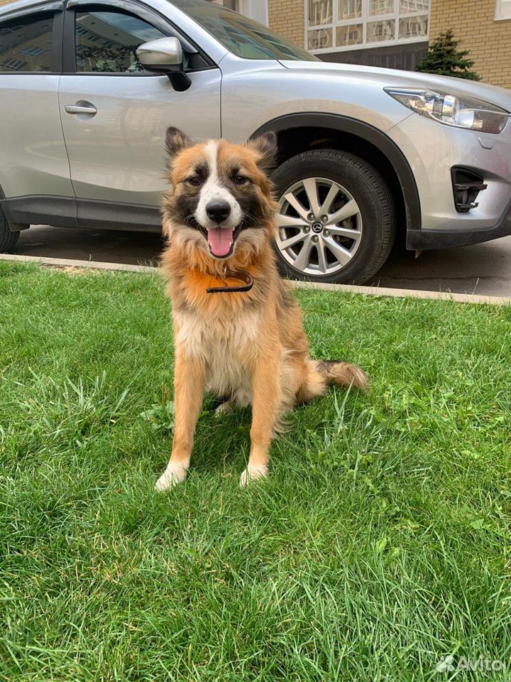 Очаровательный пес, мальчик