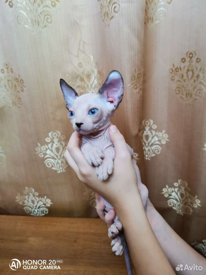 Канадский сфинкс. Эльф. котята