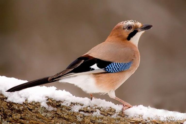 Сойка ручная