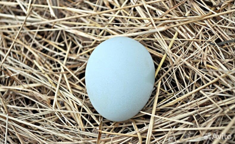 Яйца инкубационные от кур породы Легбар