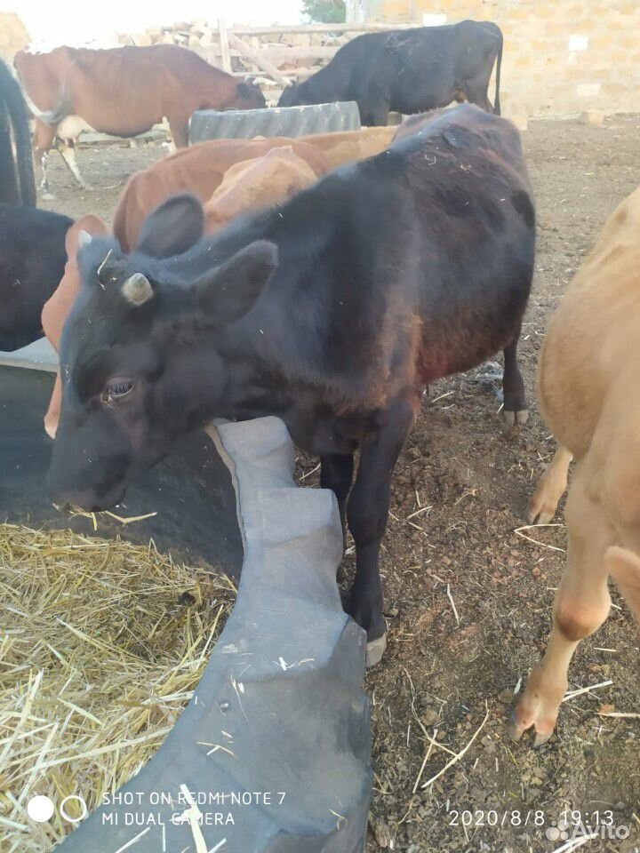 Продаю бычков