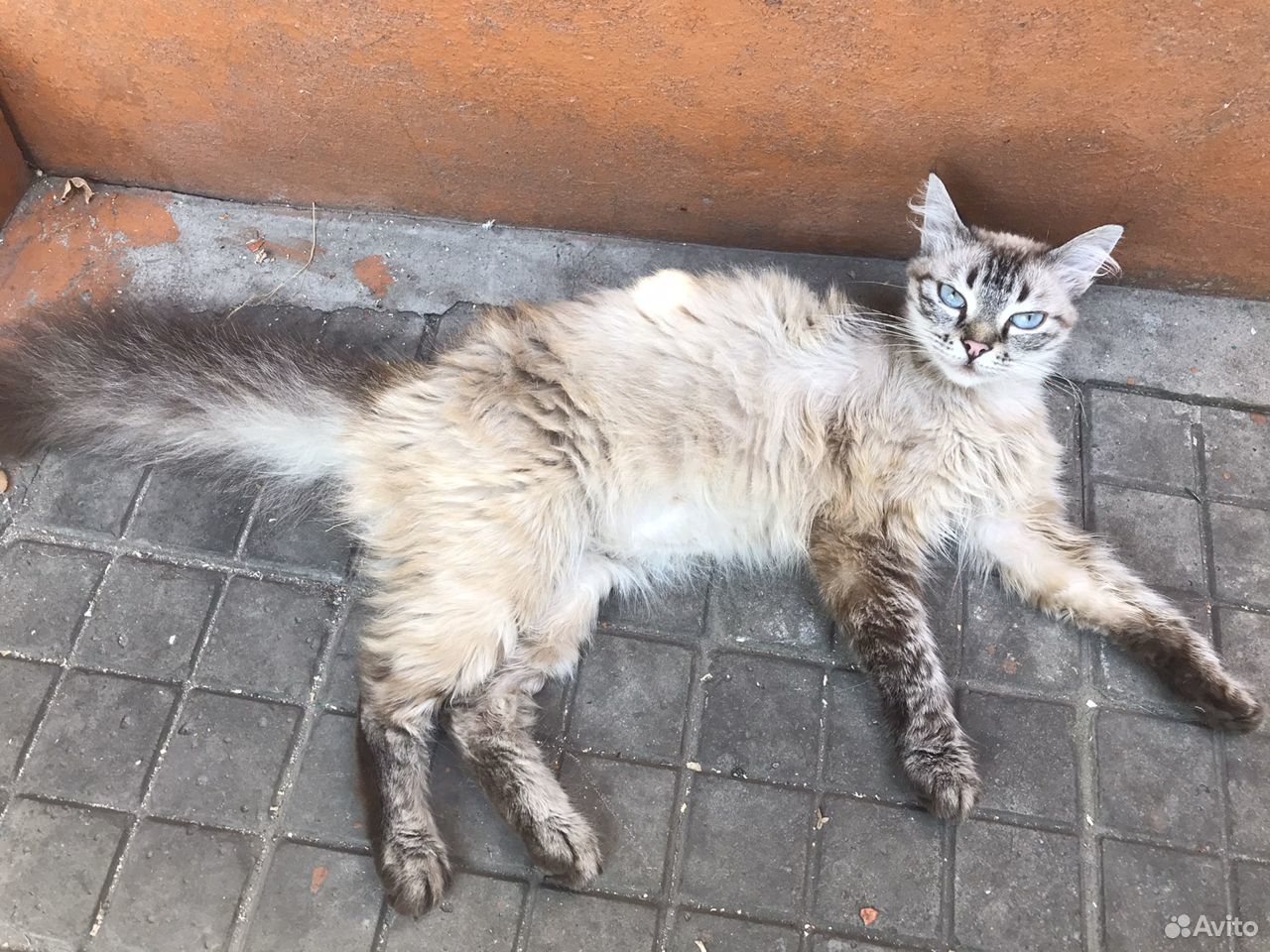 Кошка сибирская