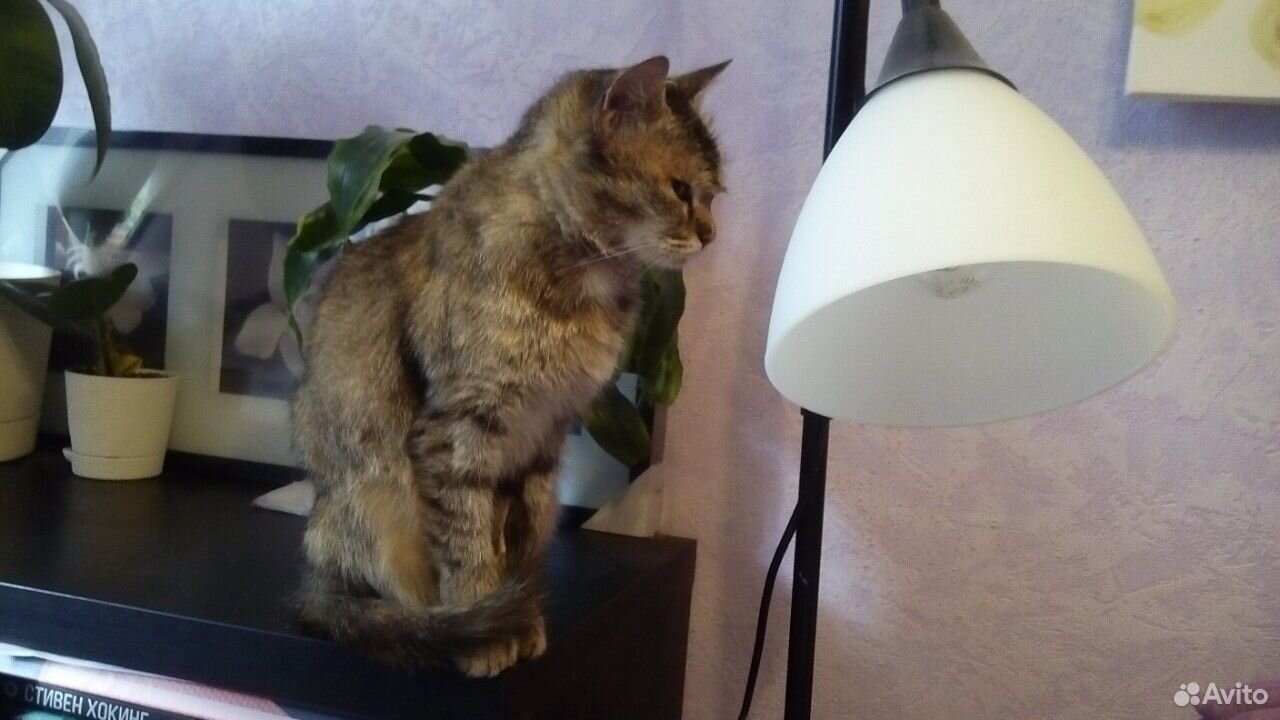 Ищет дом кошечка