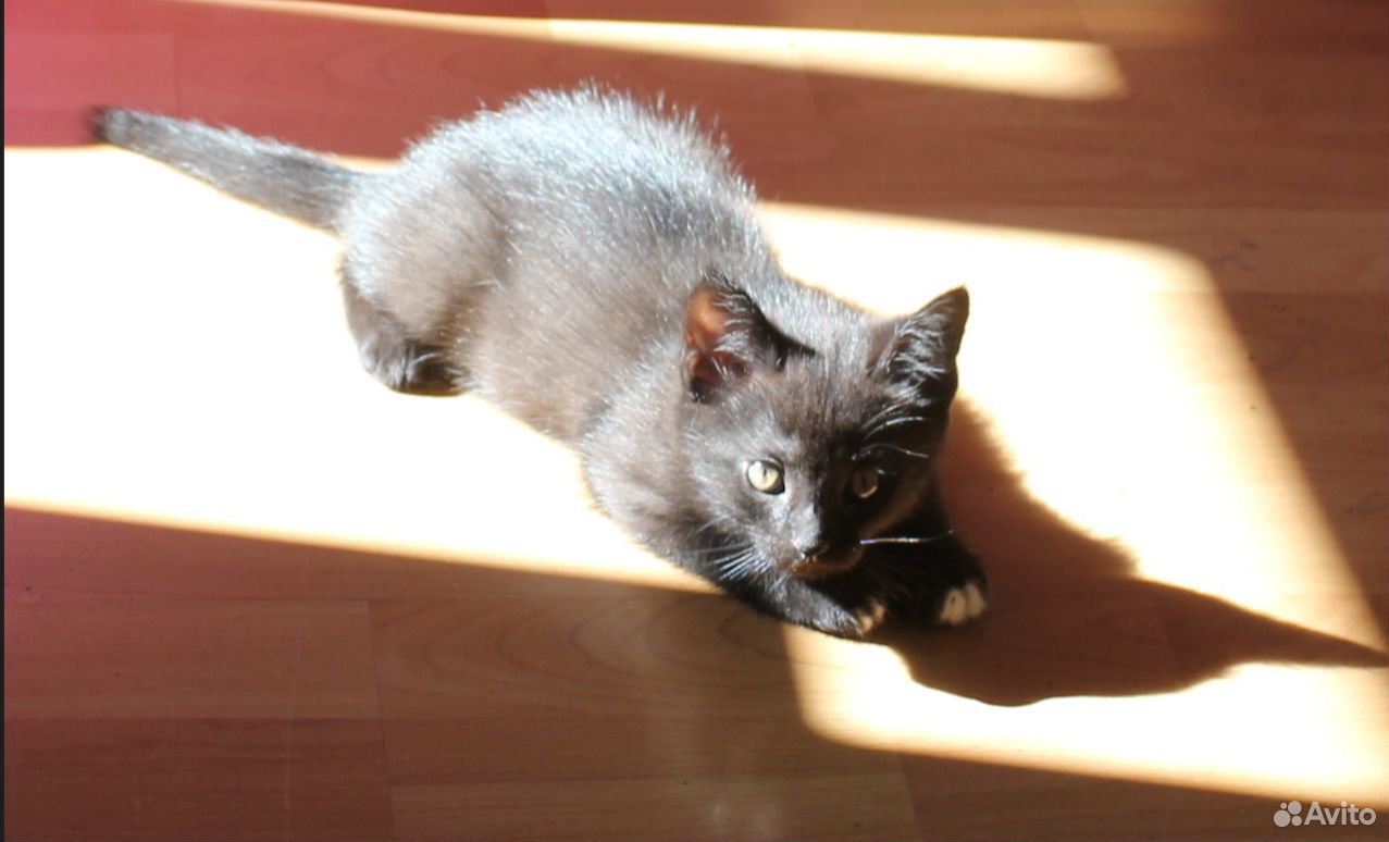 Киска Джеки продается