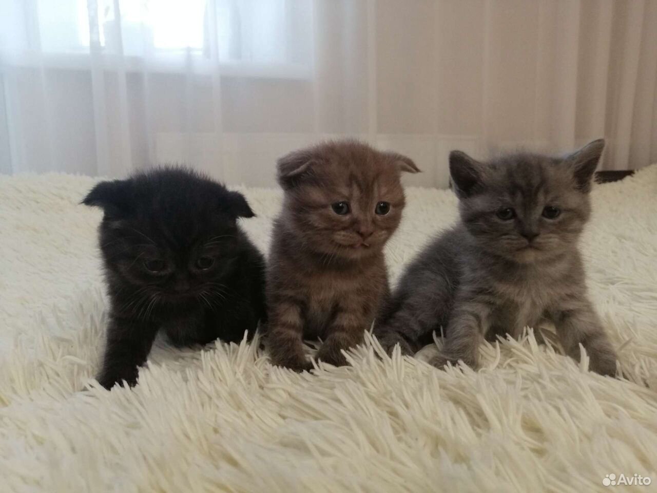Шотландские котята