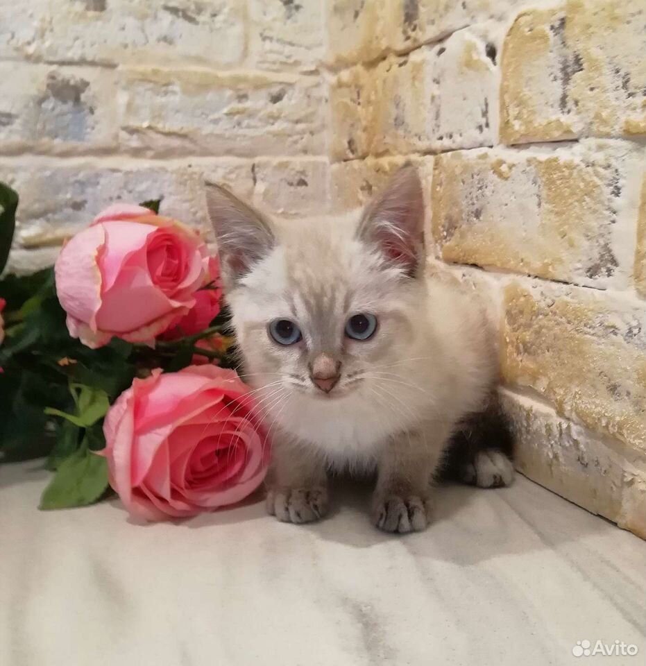 Голубоглазый принц ищет дом