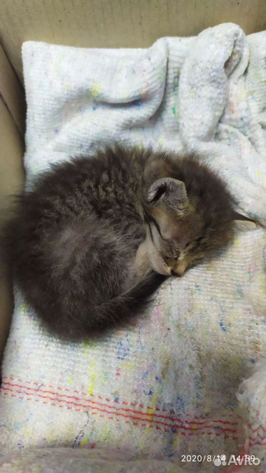 Коотик в добрые руки