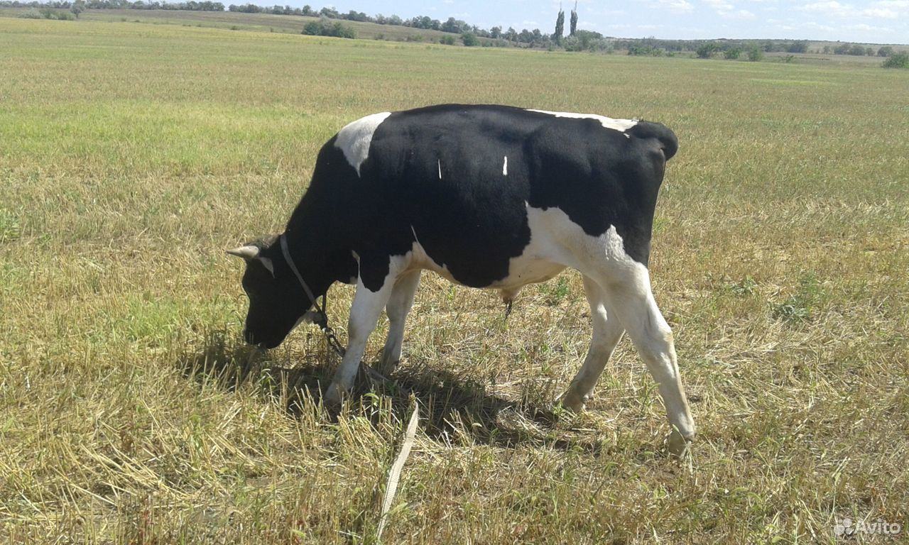 Бык на мясо