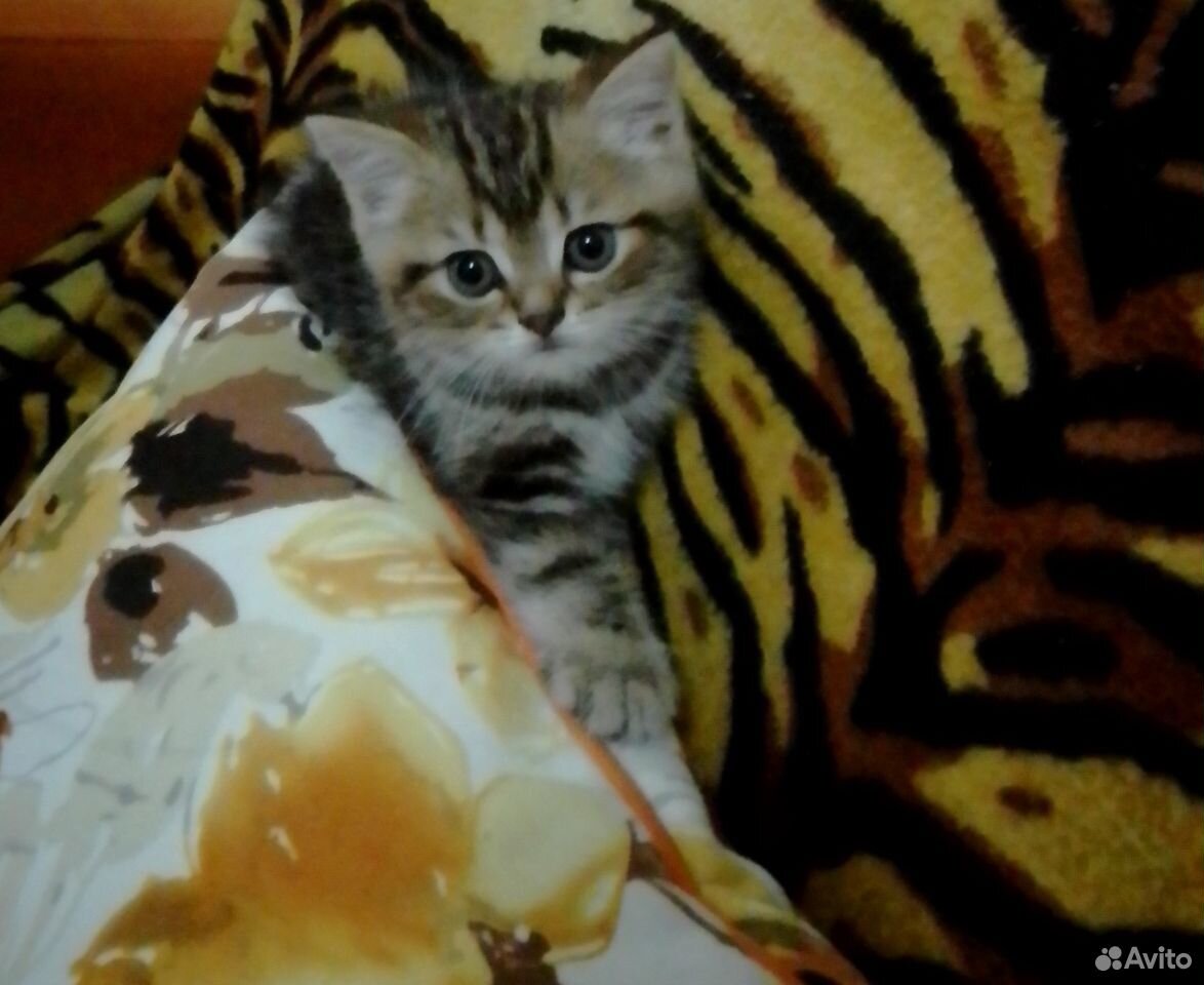 Котёнок шотландской вислоухой