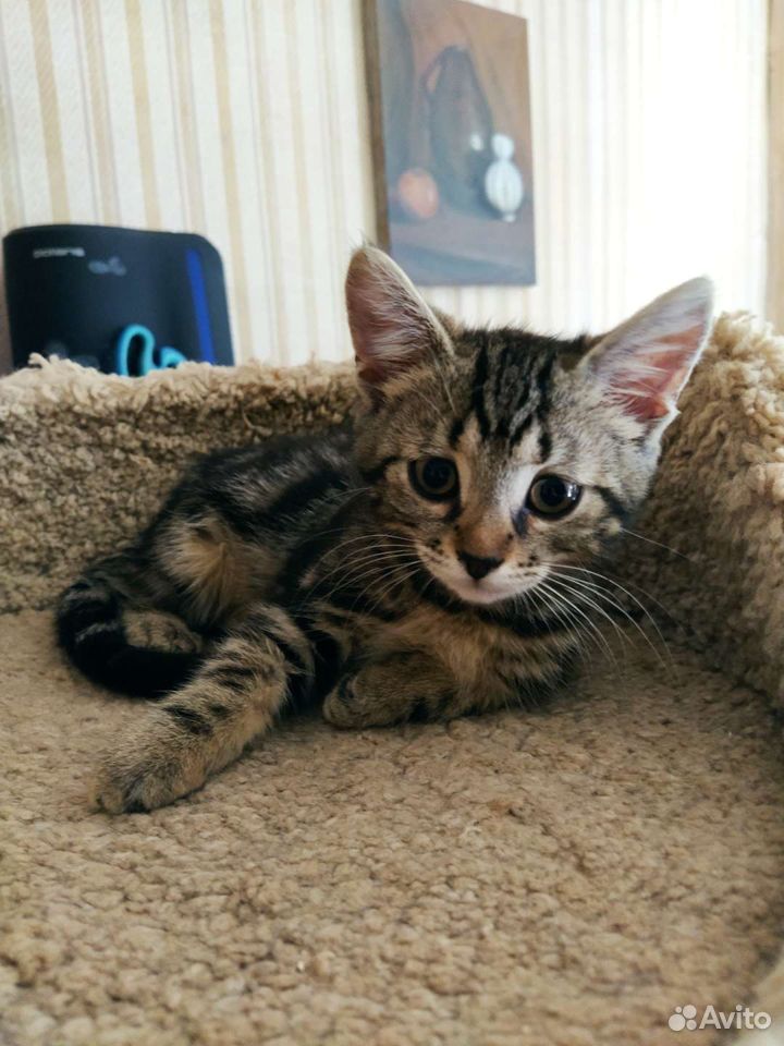Котёнок ищет семью