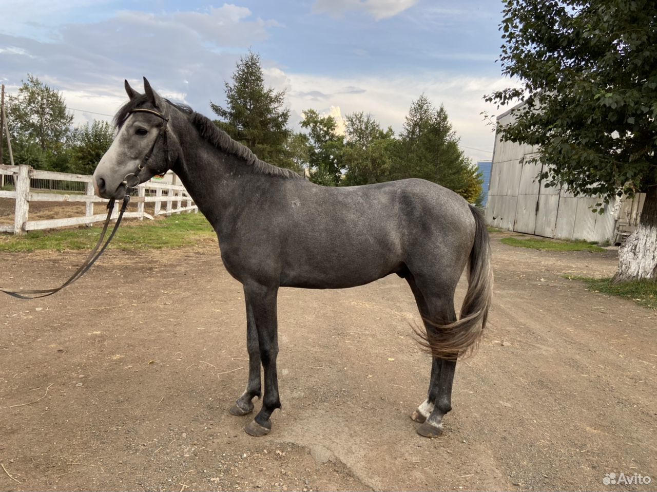 Продам жеребца 2018гр