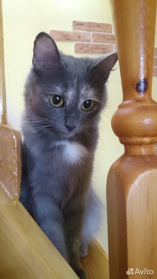 Кошка Кнопа