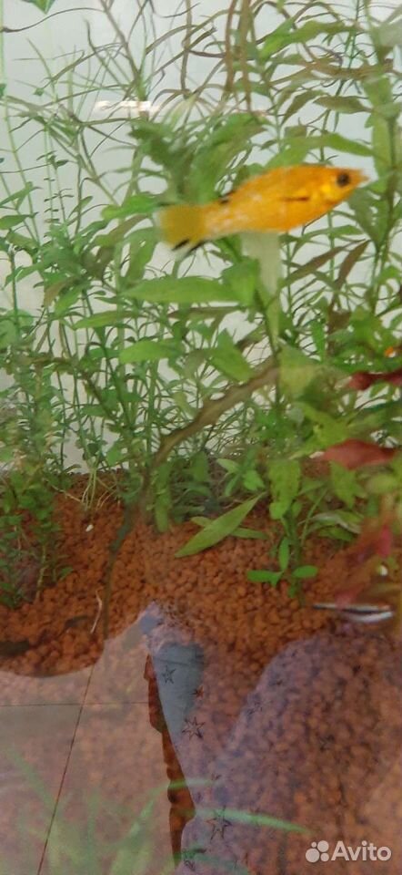 Моллинезии