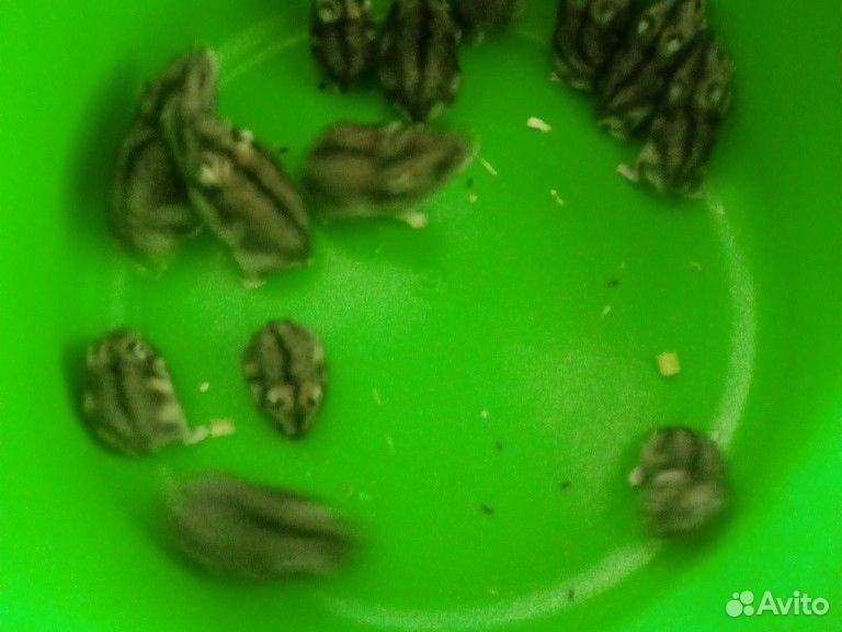 Хомяки джунгарские