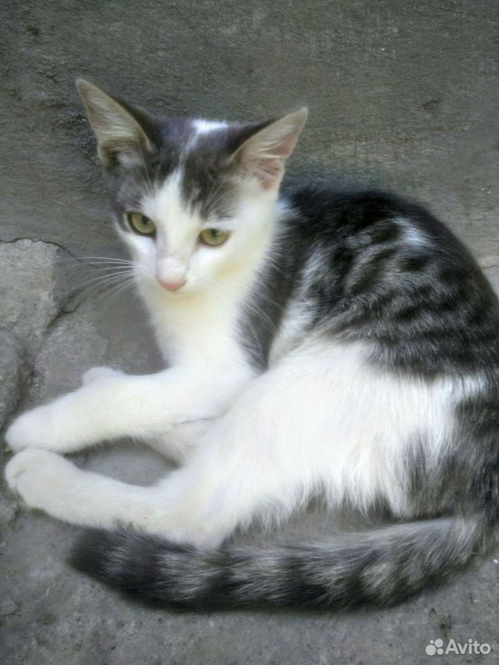 Котята, мальчики им почти 5 месяцев