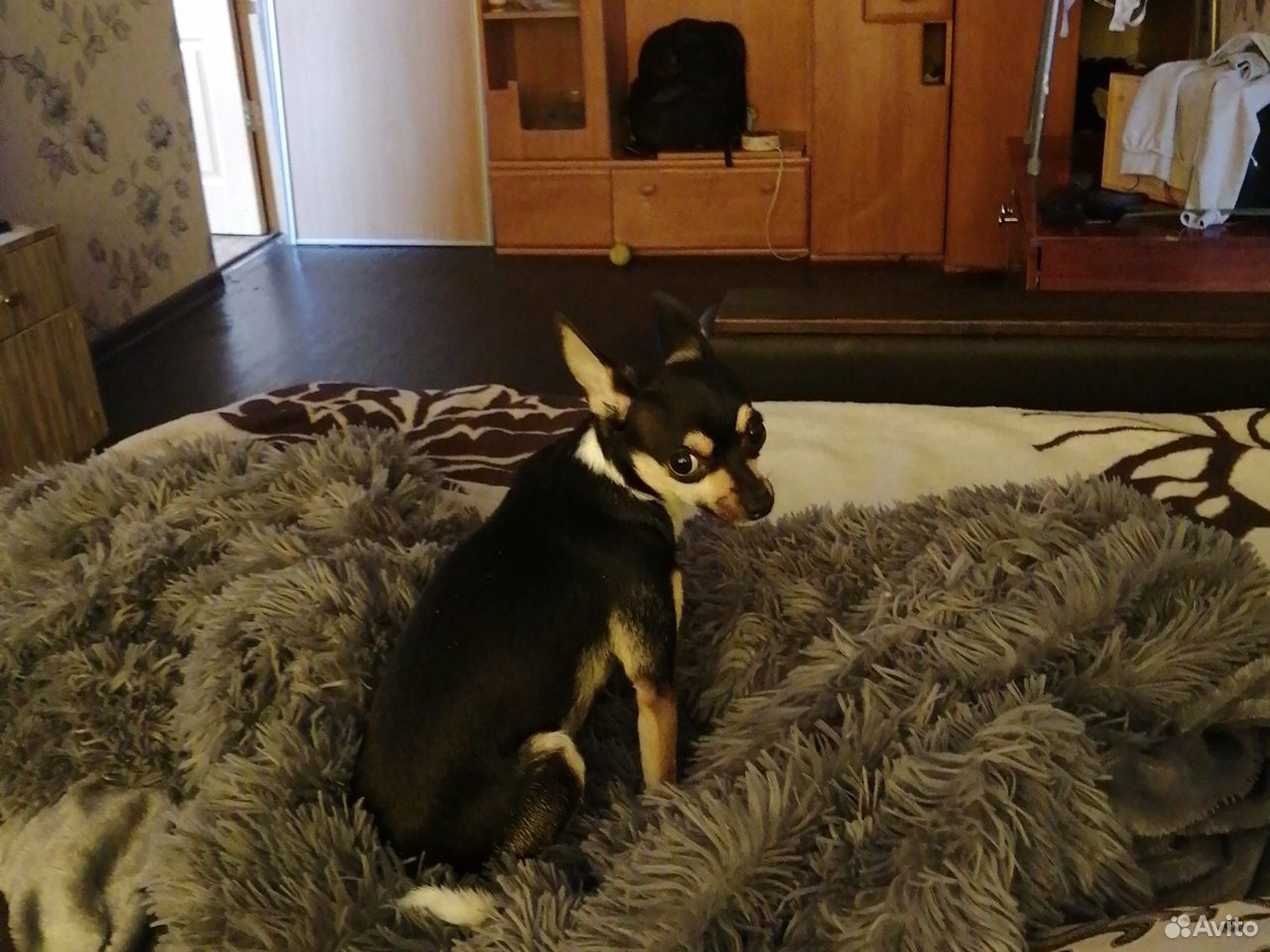 Тойчик ищет девочку