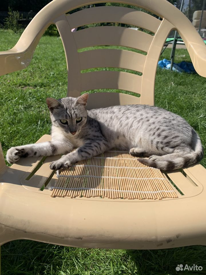 Кот Египетский Мау