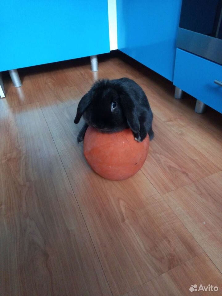 Декоративный кролик