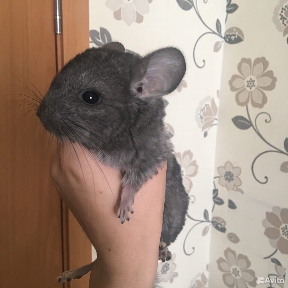 Шиншилла,молоденькая припевочка