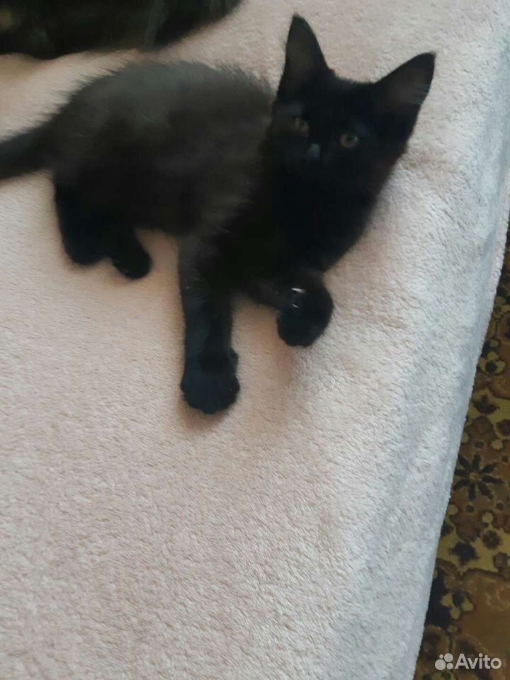 Кошка