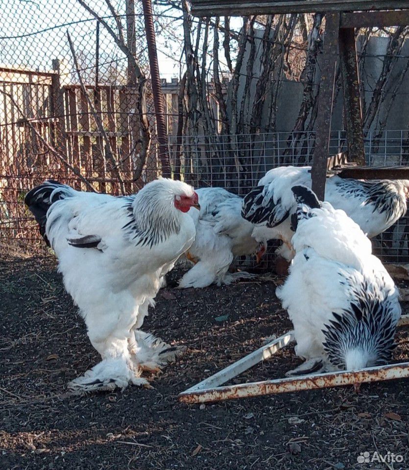 Брама светлая колумбийская