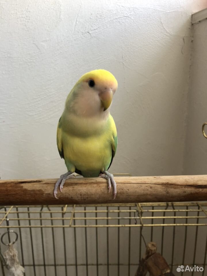 Попугай неразлучник