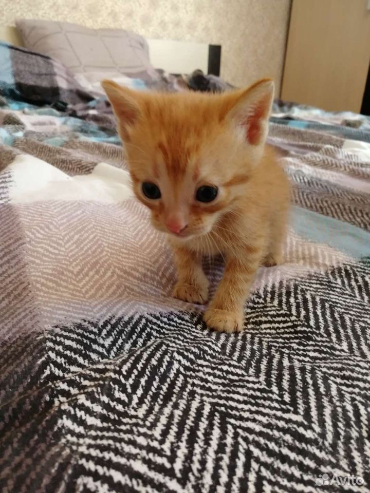 Котики британичик со стрячим ушками