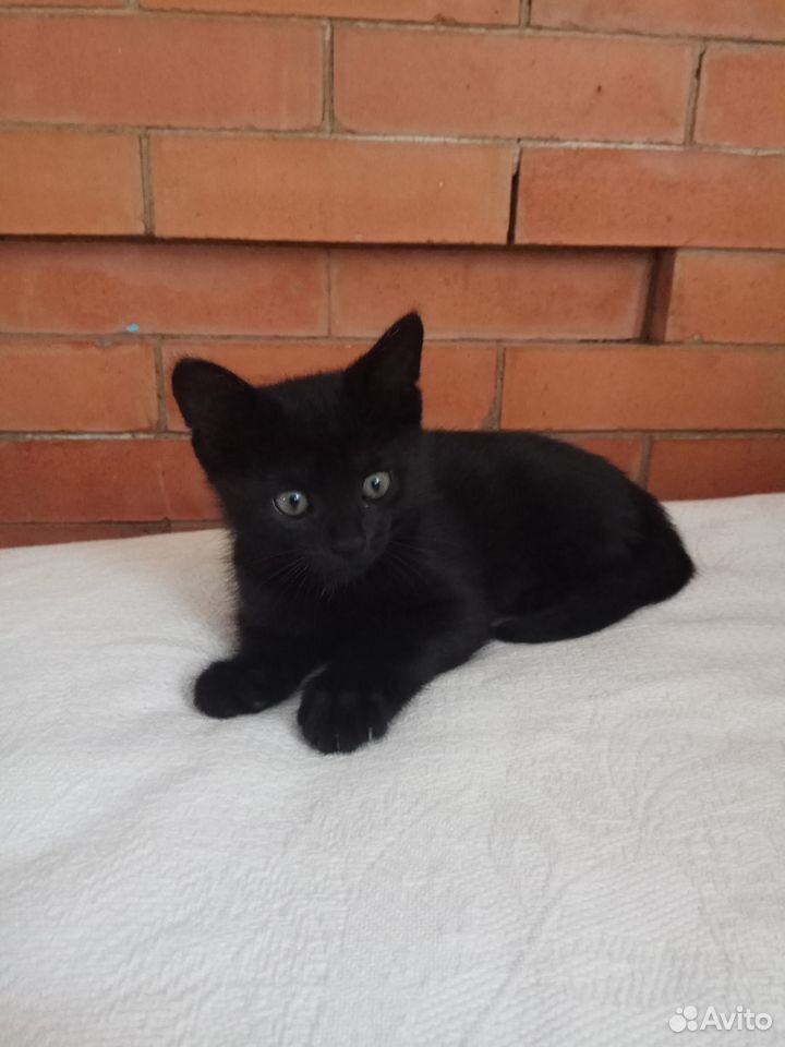 Черные пушистики или маленькие Ночные Фурии