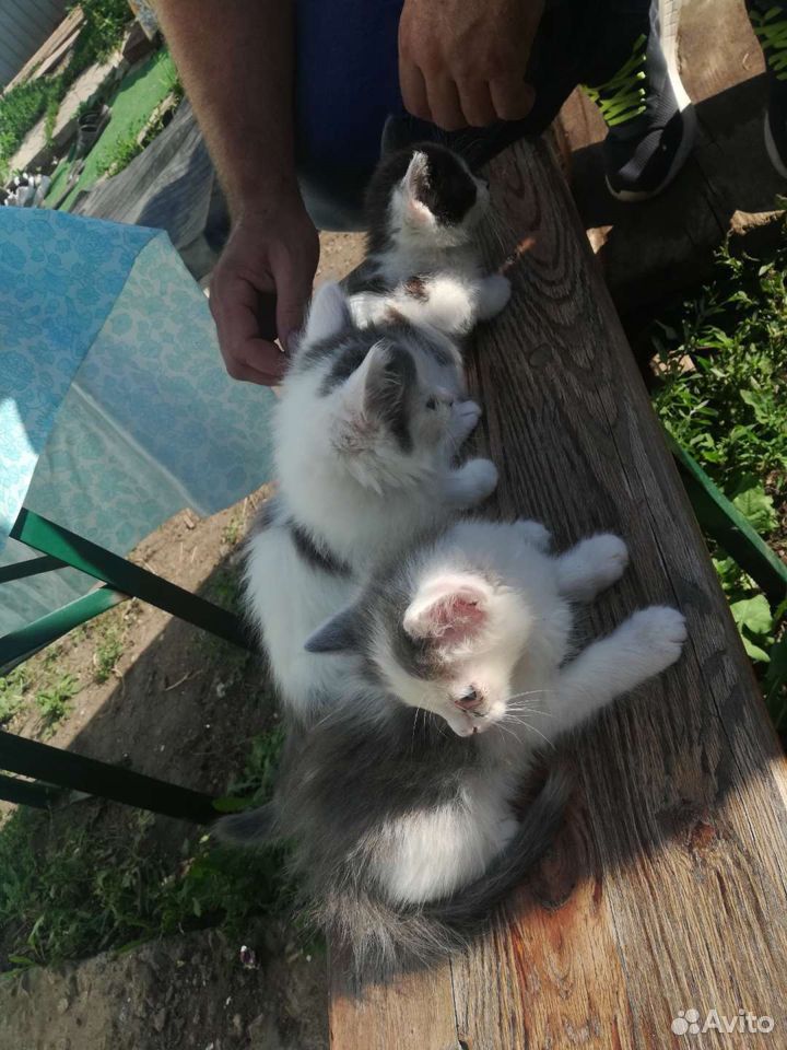 Кошка