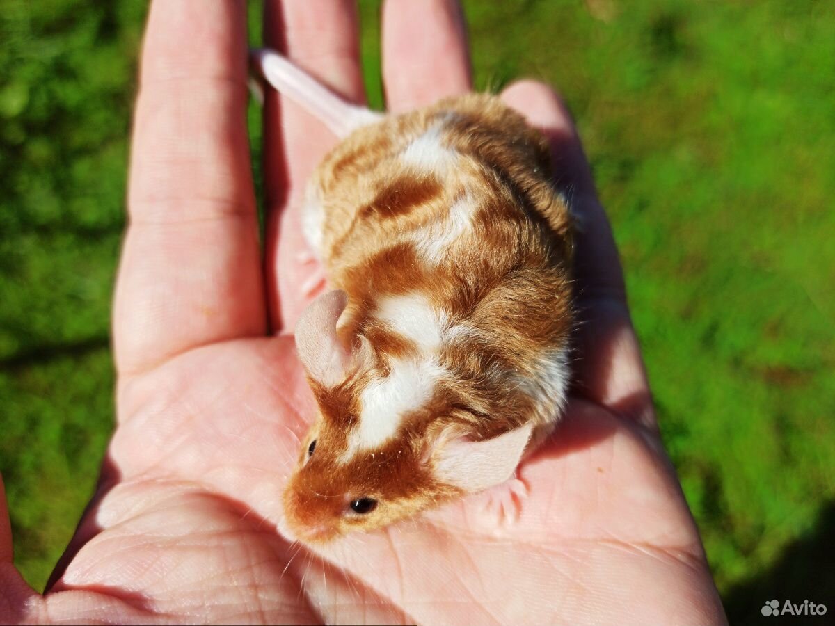 Декоративная мышь сатиновый рекс пятнистый