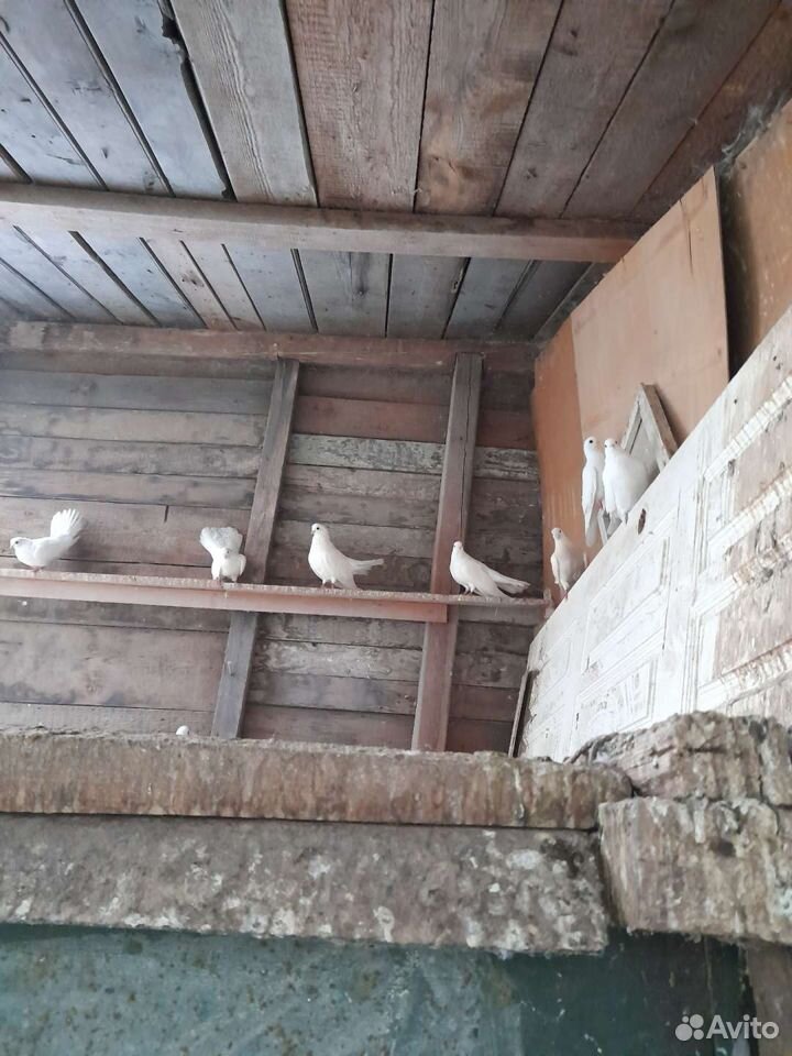 Белые крюковские