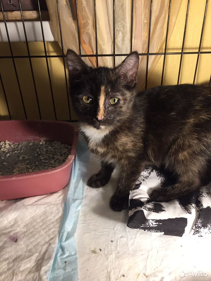 Котенок Масяня 4 месяца