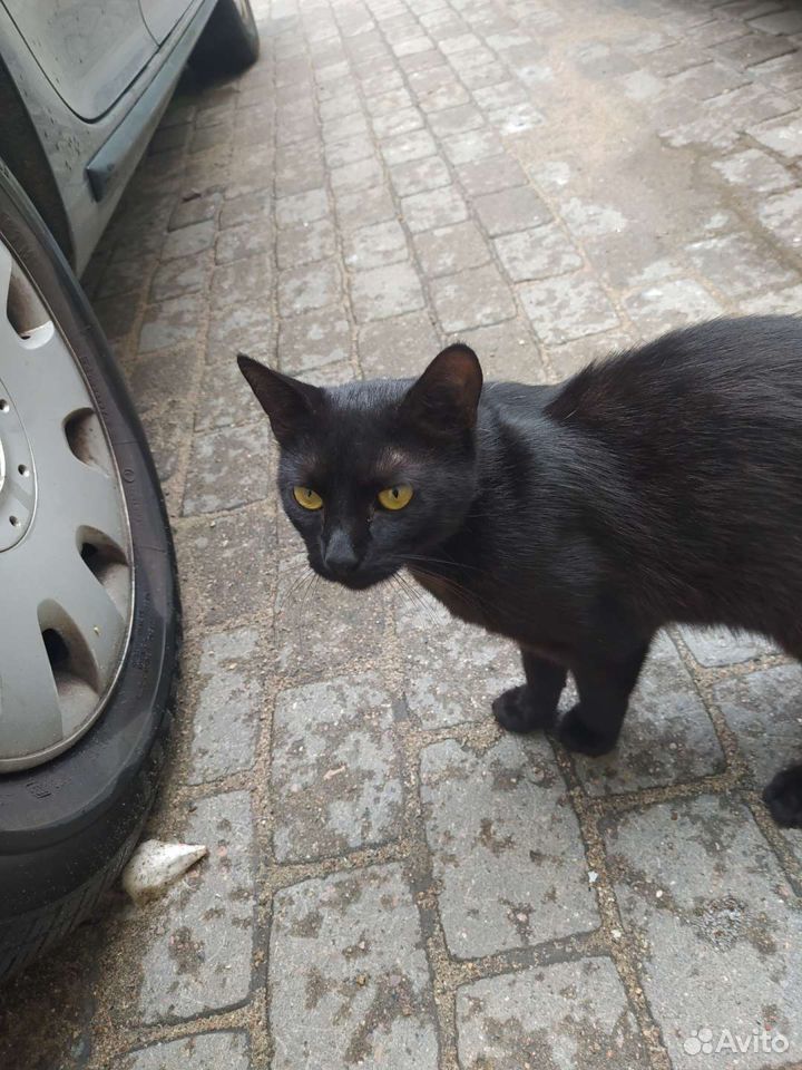 Чернушка ищет дом