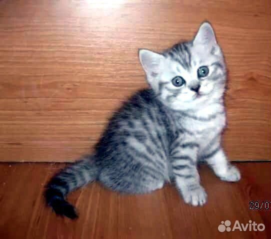 Котёнок Гриша 1,5мес