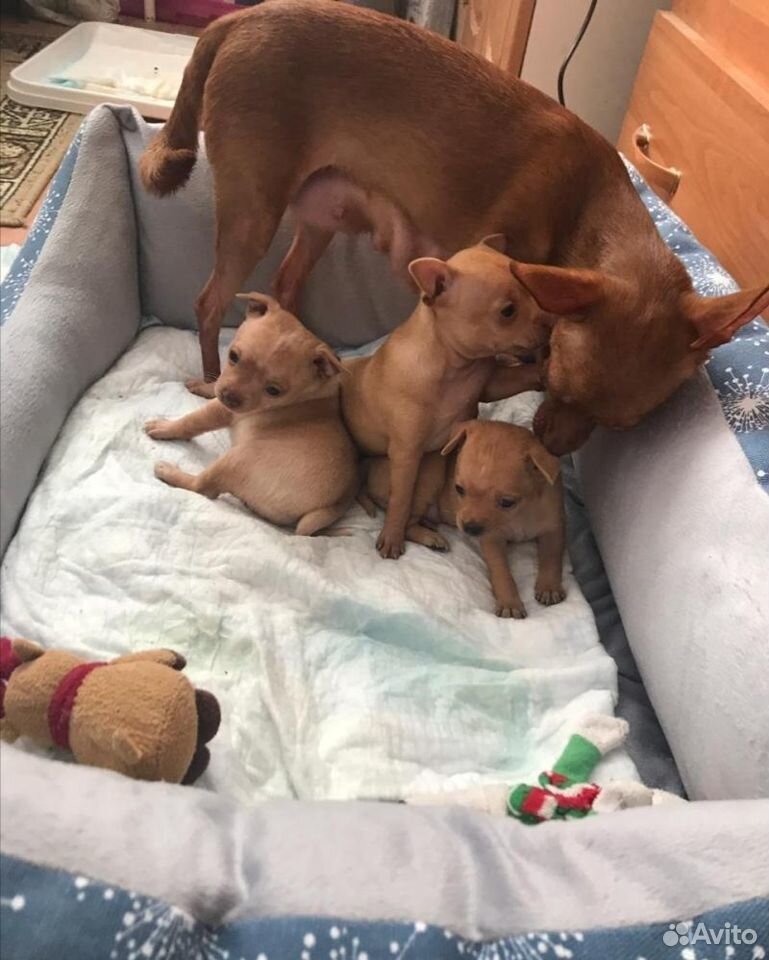 Щенки Той терьера