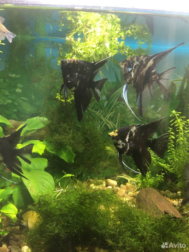 Аквариумные рыбки. Скалярии